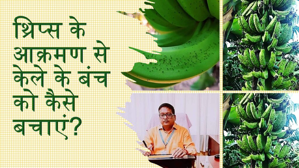 banana rust thrips: केले में थ्रिप्स के आक्रमण से बचाव का तरीका पढ़ें ...